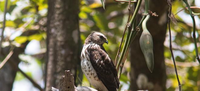 Puerto Rico Program Broad-winged Hawk | The Peregrine Fund