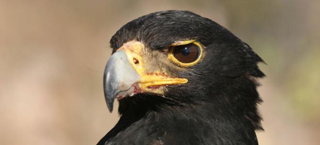 Africa Program Raptor Species | The Peregrine Fund