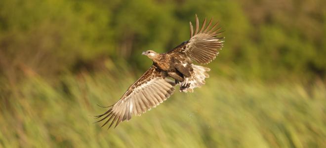 Madagascar Expedition 2022 | The Peregrine Fund