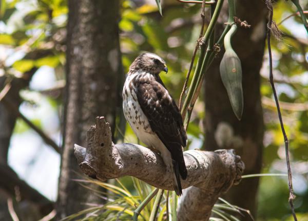 Broad-winged Hawk | The Peregrine Fund