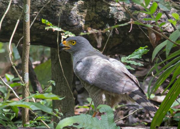 Roadside Hawk | The Peregrine Fund