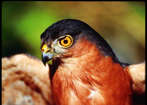 Sparrow Hawk Red