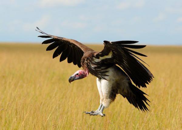 Lappet-faced Vulture | The Peregrine Fund