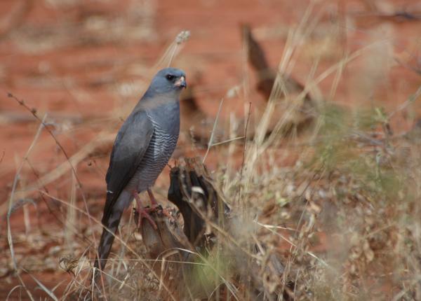 Melanistic Gabar Goshawk