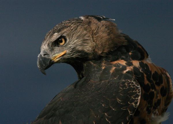 African Crowned Eagle Hunting