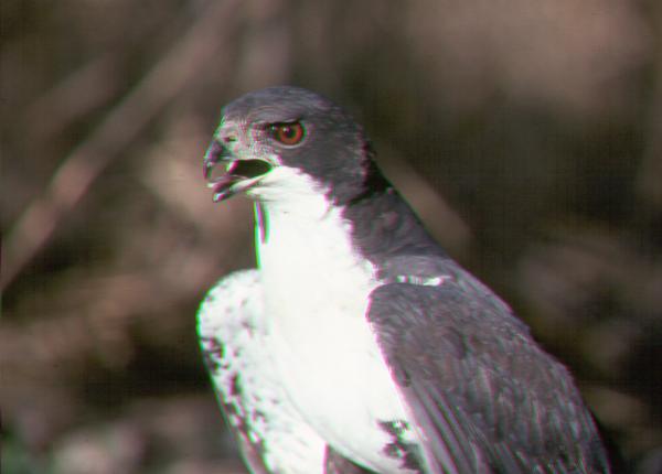 Black Goshawk | The Peregrine Fund