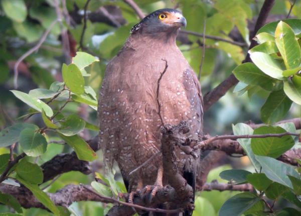 Crested Serpent-eagle | The Peregrine Fund