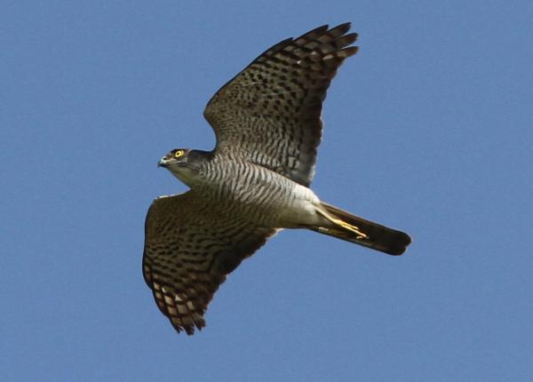 Japanese Sparrowhawk | The Peregrine Fund