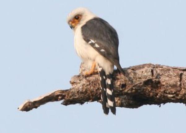 White-rumped Falcon | The Peregrine Fund