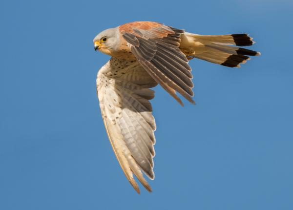 Lesser Kestrel | The Peregrine Fund