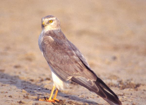 Pallid Harrier | The Peregrine Fund
