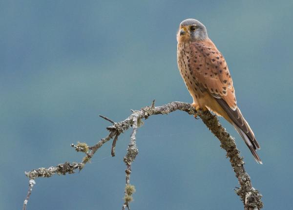 Eurasian Kestrel | The Peregrine Fund