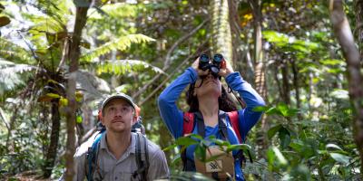 Puerto Rico Program Broad-winged Hawk | The Peregrine Fund