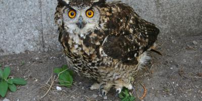 Africa Program Raptor Species | The Peregrine Fund