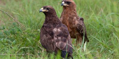 Africa Program Raptor Species | The Peregrine Fund